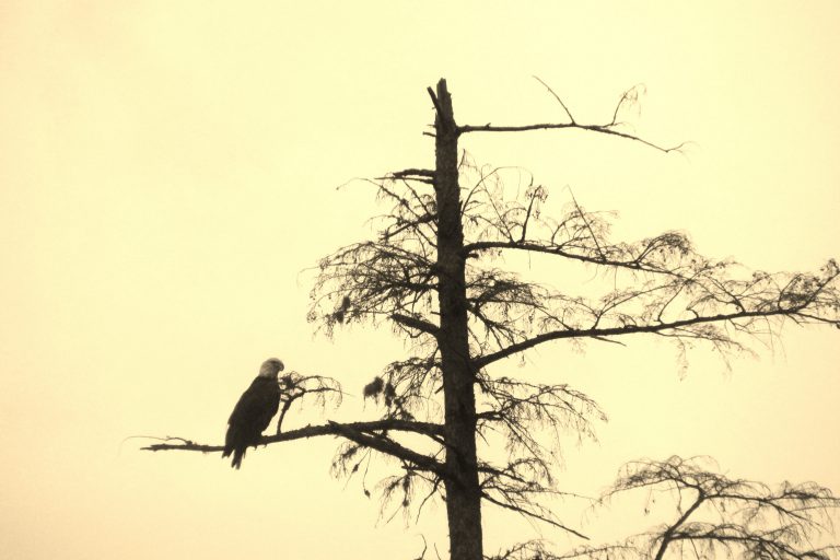 Susan Deer Cloud – Voices of the Human Spirit – About Place Journal