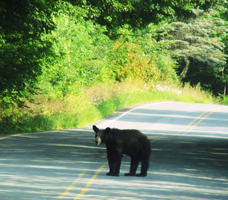 Susan Deer Cloud – Voices of the Human Spirit – About Place Journal