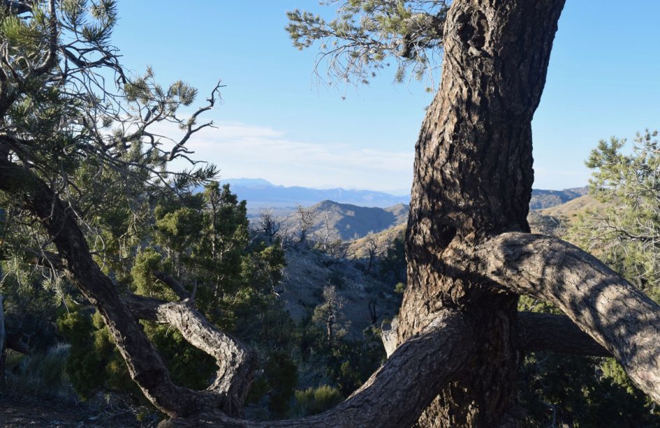 The Indigenous Landscape, Embraced – About Place Journal